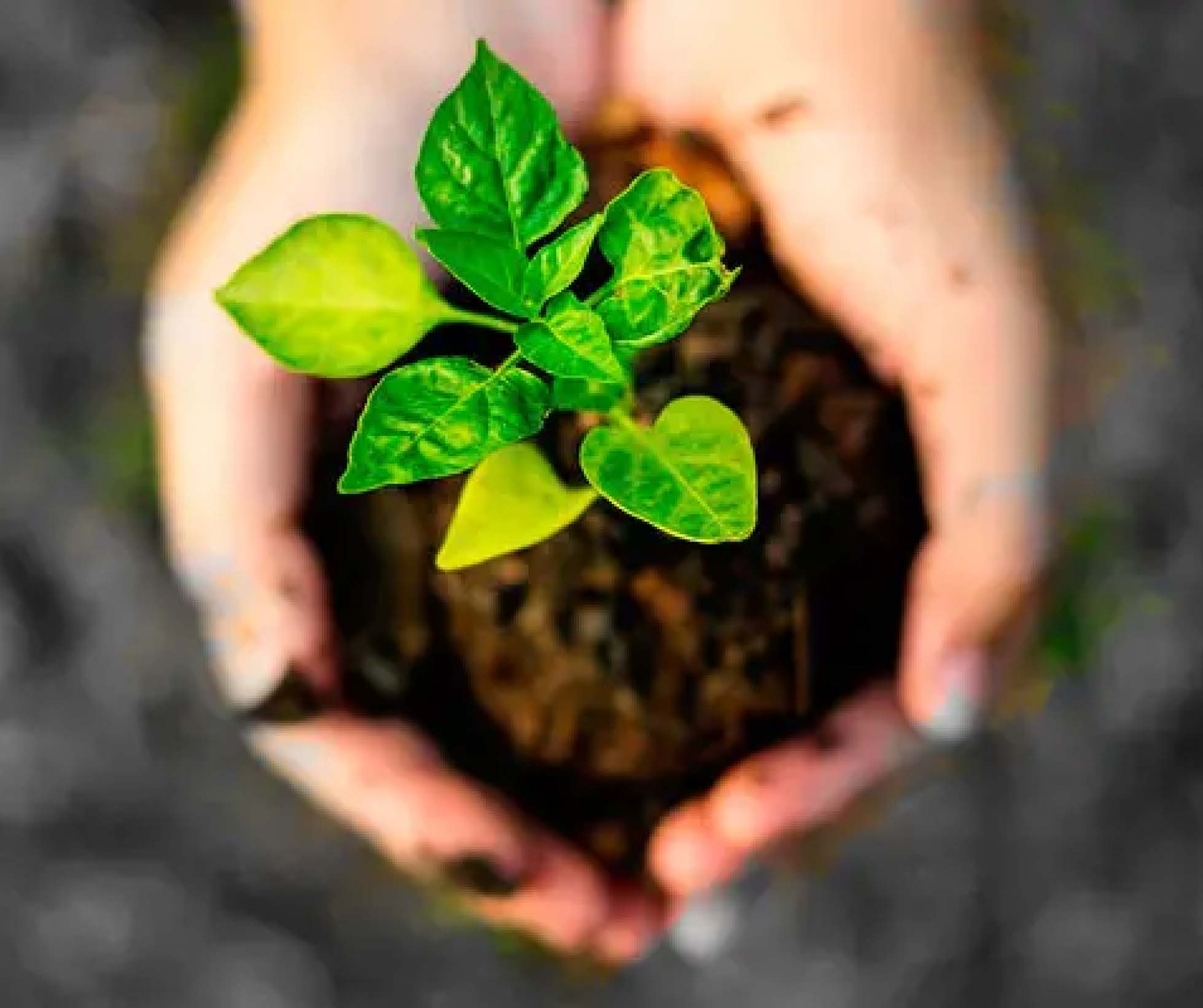 Boletín No. 55 | Ecolcin S.A.S.